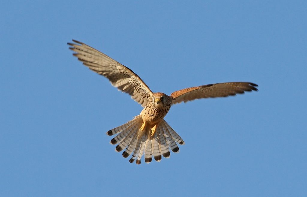 Falchi tra le chiese e gli edifici del centro storico, 8 esemplari ...