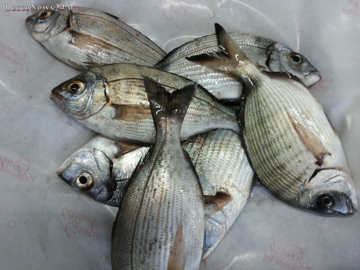 L'acqua del mare è calda e i pesci scappano. Il caso del Sarago reale ...