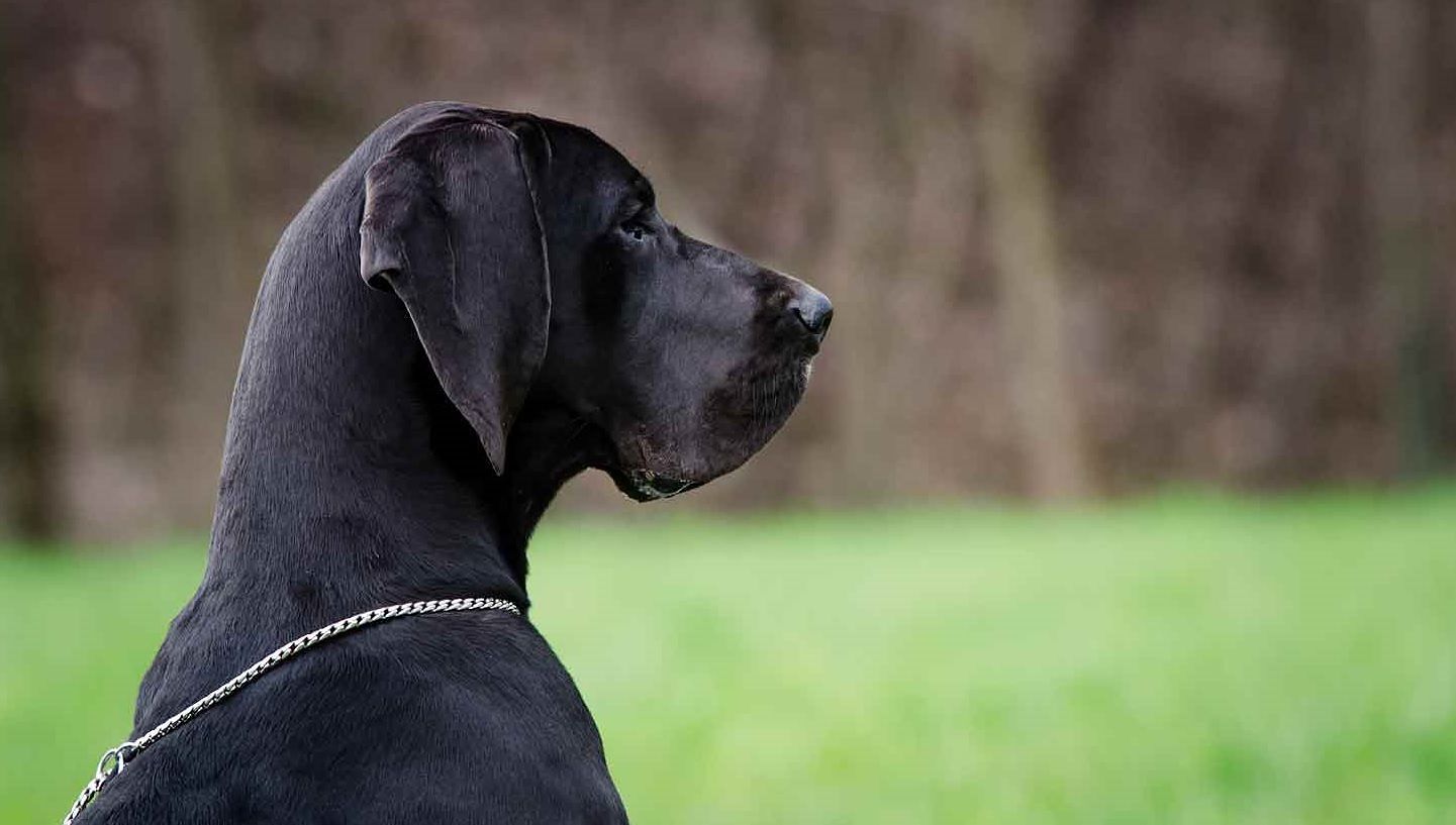Orecchie tagliate cani concorso bellezza, 2 imputati chiedono messa prova