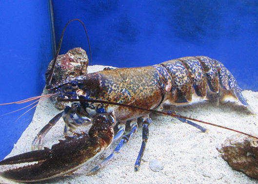 L'astice blu "Carlo" prende il largo dopo essere stato ospite dell ...