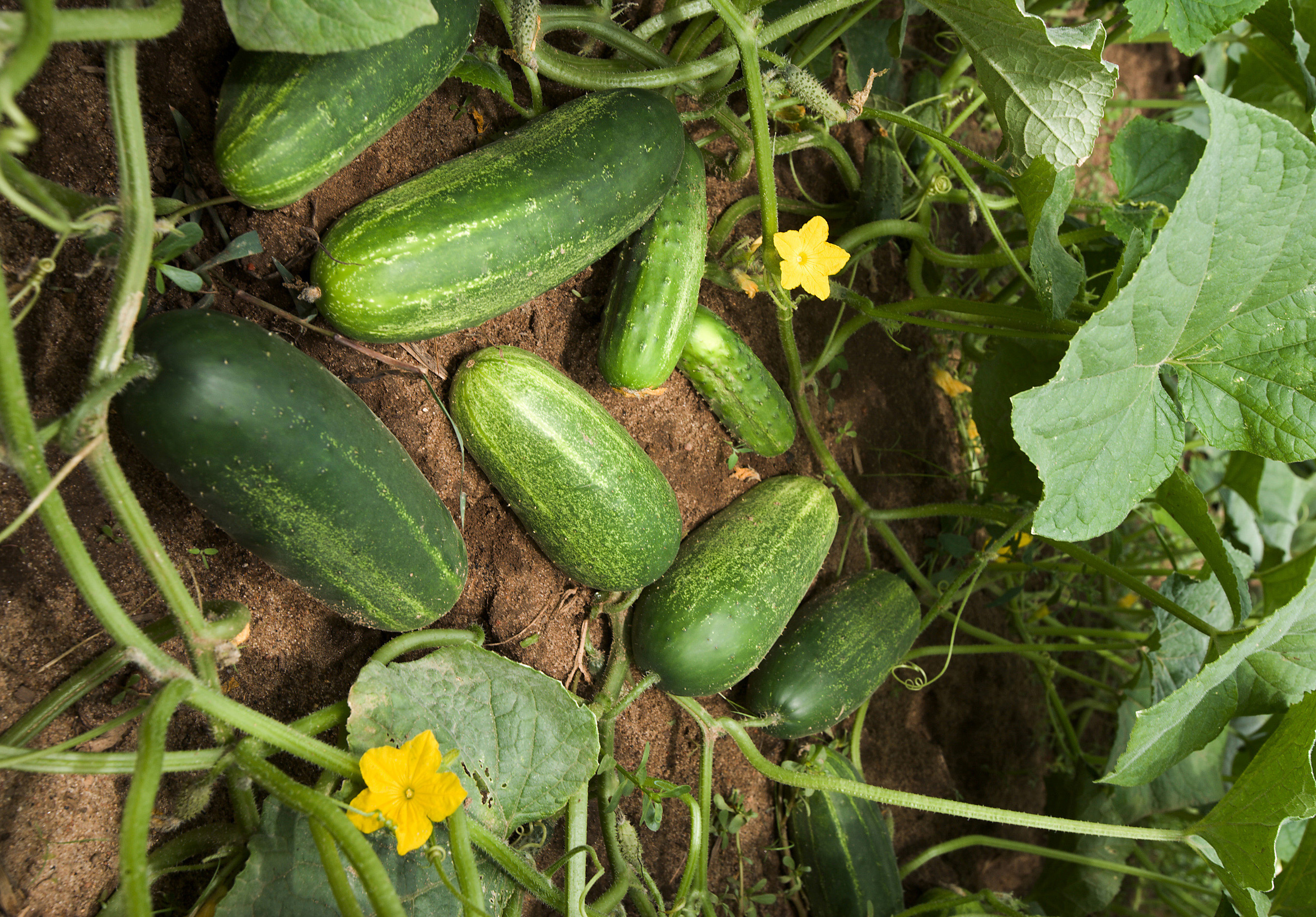 What’s Meloncella? Paese che vai ‘cocomero’ che trovi - Leccenews24