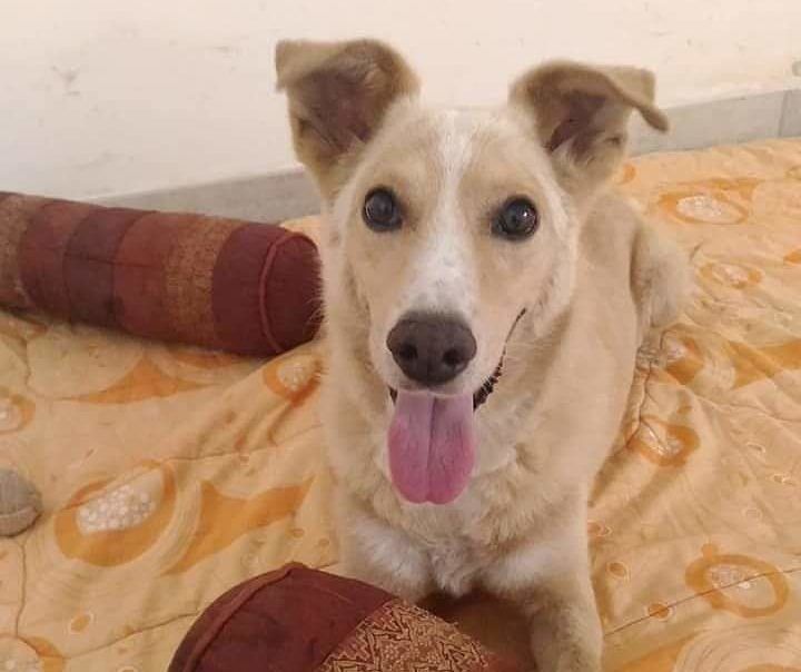 Abbandonato e chiuso in garage, Hope cerca casa. I volontari di Spirito ...