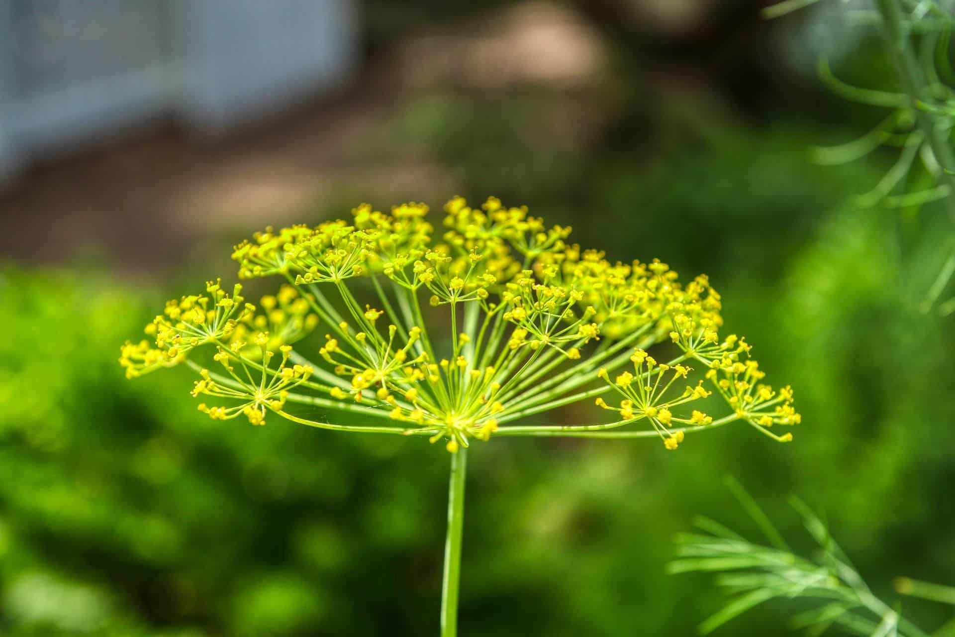 L'oro giallo del Salento: le Caroselle, i fiori di finocchietto ...